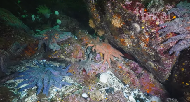 Dikejar Netizen Setelah Video Bocor, Korban Skandal Sister Hong Hapus Akun dan Pindah Kota